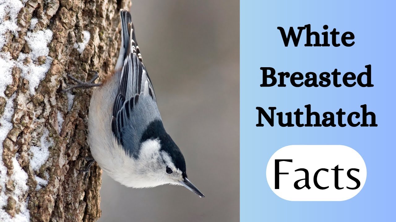 5 Fascinating Facts about White Breasted Nuthatch - YouTube