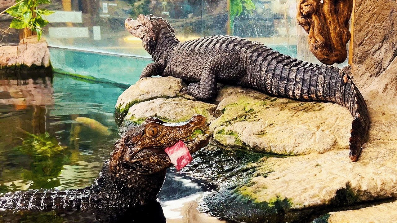 Here Fishy Fishy Fishy😅 Feeding My Fish Friends😁 - YouTube