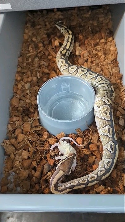 Ball Python Eating 🐍#shorts - YouTube