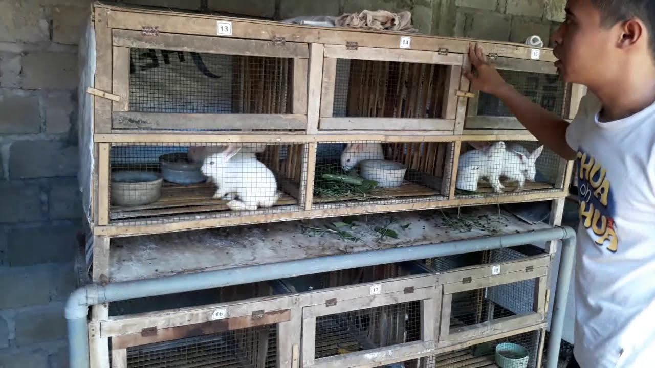 TUTORIAL MEMBUAT KANDANG TERNAK KELINCI - YouTube