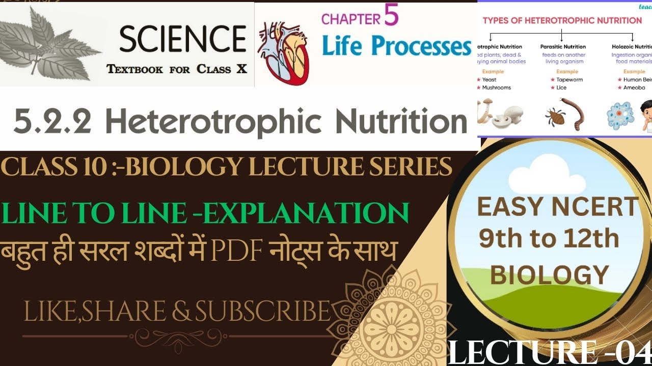 How do organisms obtain their nutrition class 10 Science Biology ...