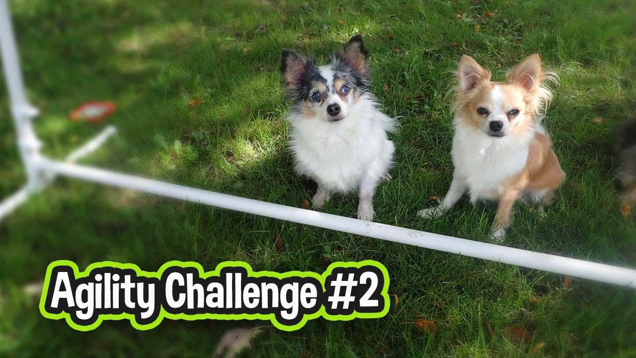 Dog Agility Challenge 2 by Susan Garrett - Start Line Stay # ...