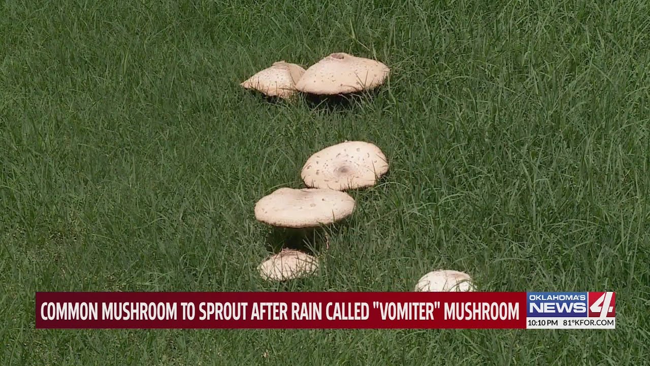 What are those white mushrooms in your yard after the rain? - YouTube