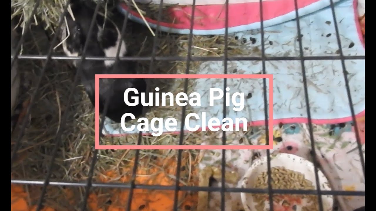Guinea Pig Cage Clean! Cleaning Motivation! Pet Care - YouTube