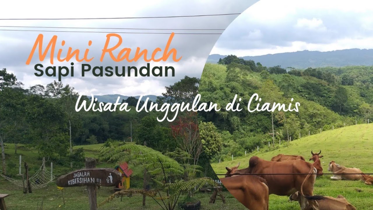 "MINI RANCH" Wisata Unggulan di Ciamis Berkonsep Peternakan dan ...