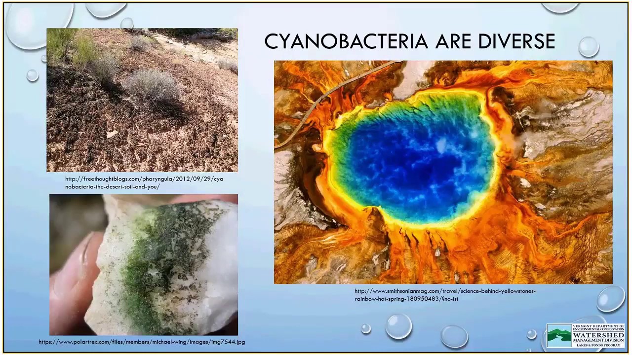 2018 cyano volunteer monitor training part 1 introduction to ...