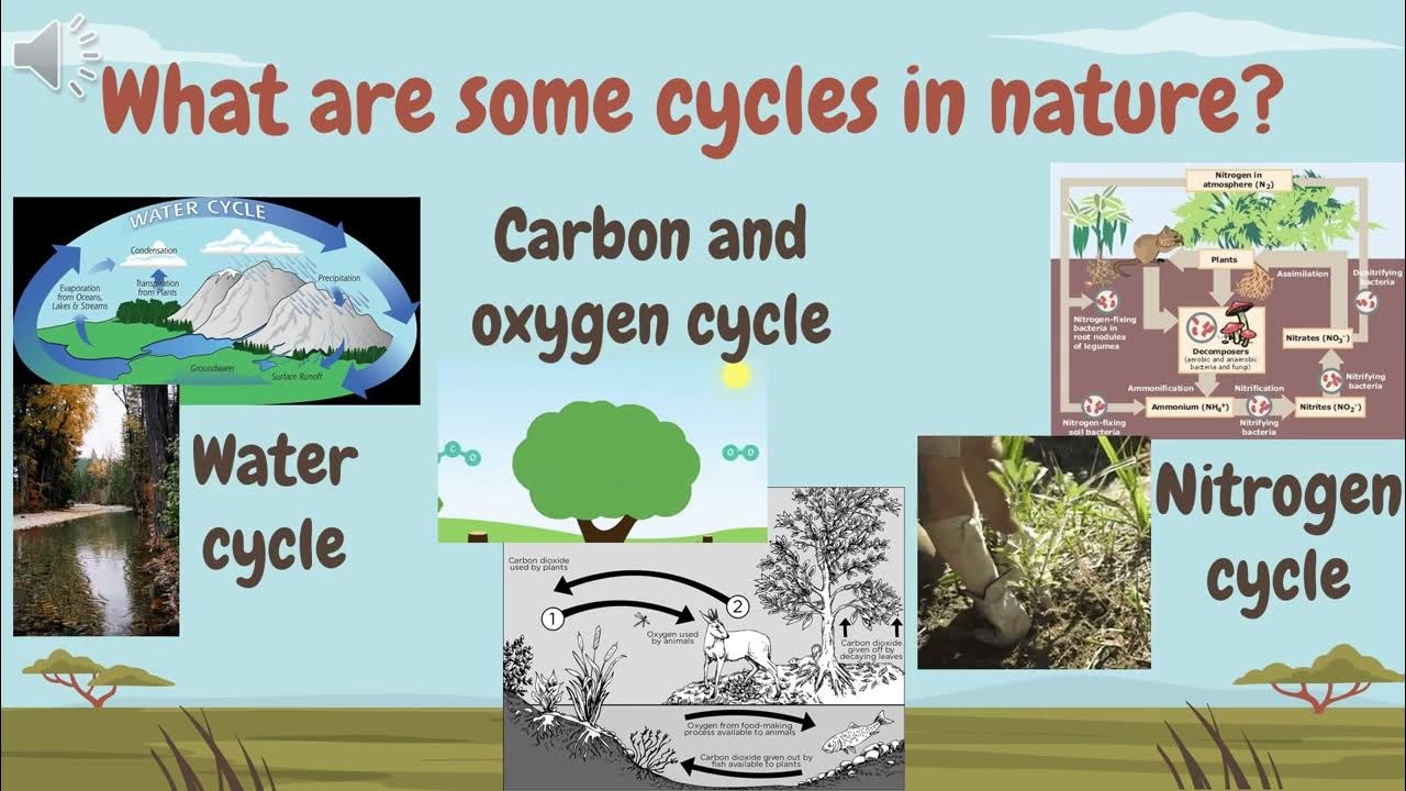 CC Cycle 2 Science Week 5 - YouTube