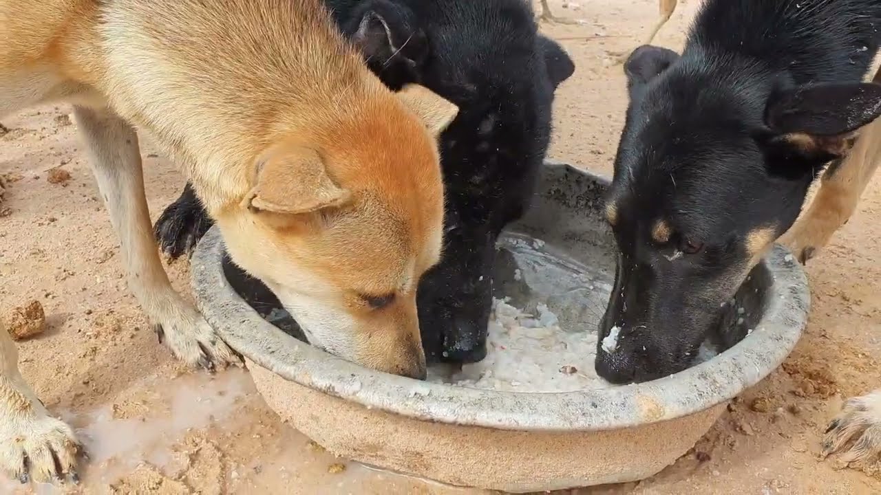 look family dogs eating very hungry, poor animals - YouTube