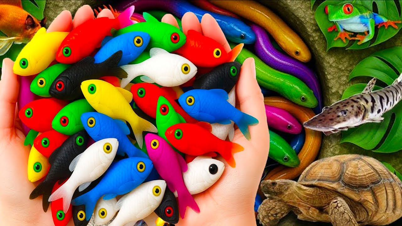 Catching strange fish in a small pond: grouper, goldfish, nemo, koi ...