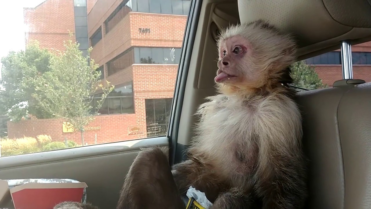 Capuchin Monkey Sits Like A Human While Riding In Car - YouTube