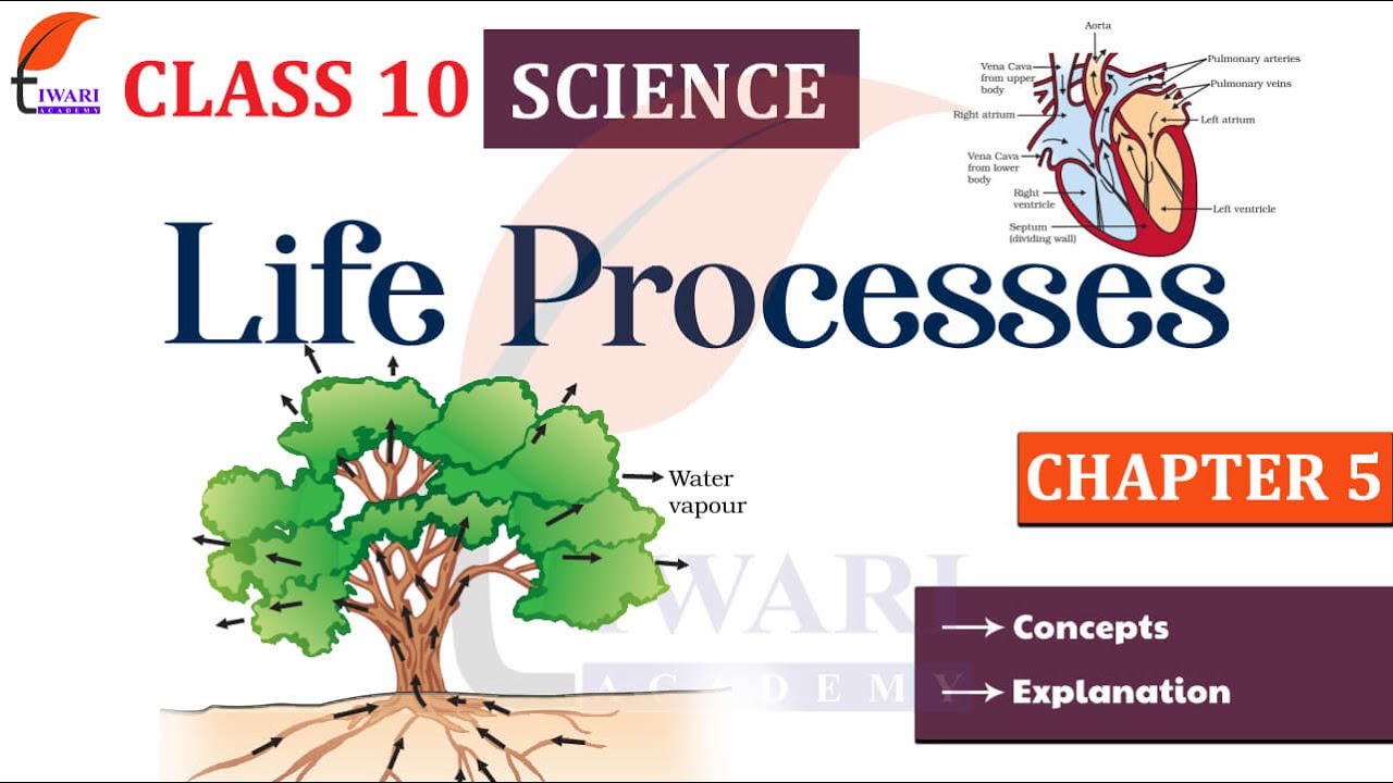 Class 10 Science Chapter 5 Life Processes - YouTube