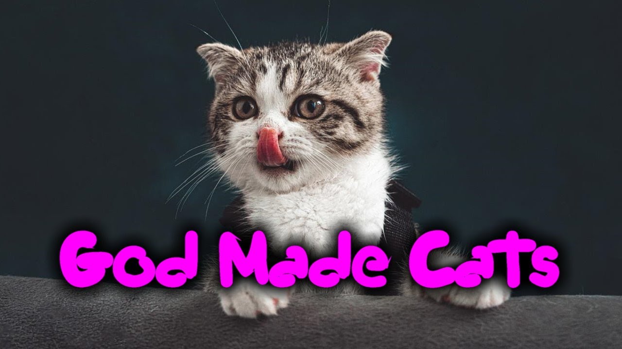 God Made Cats - YouTube