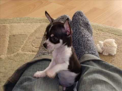 Kelso digga digga dog - YouTube