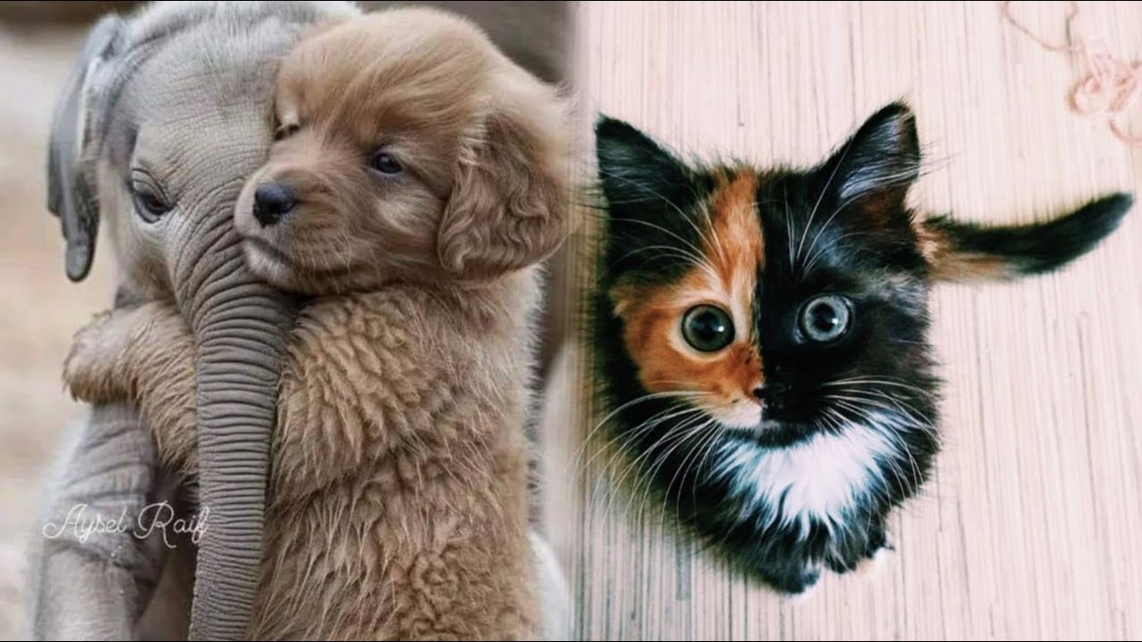 Cute Baby Animals Videos Compilation | Funny and Cute Moment of the ...