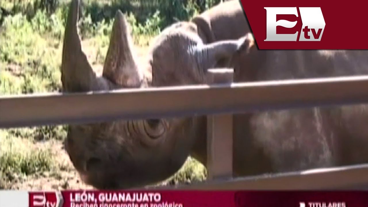 Zoológico de León presume un extinto rinoceronte negro/ Titulares de la ...