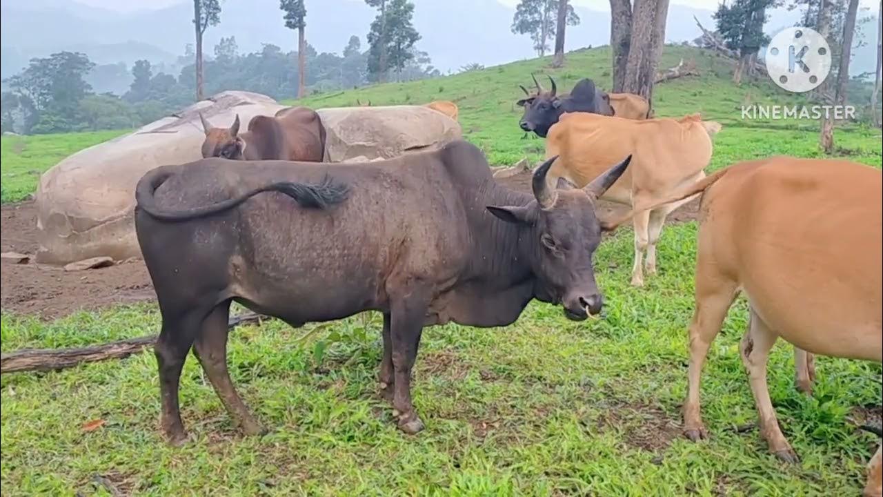 hnub no mus saib nyuj os - YouTube