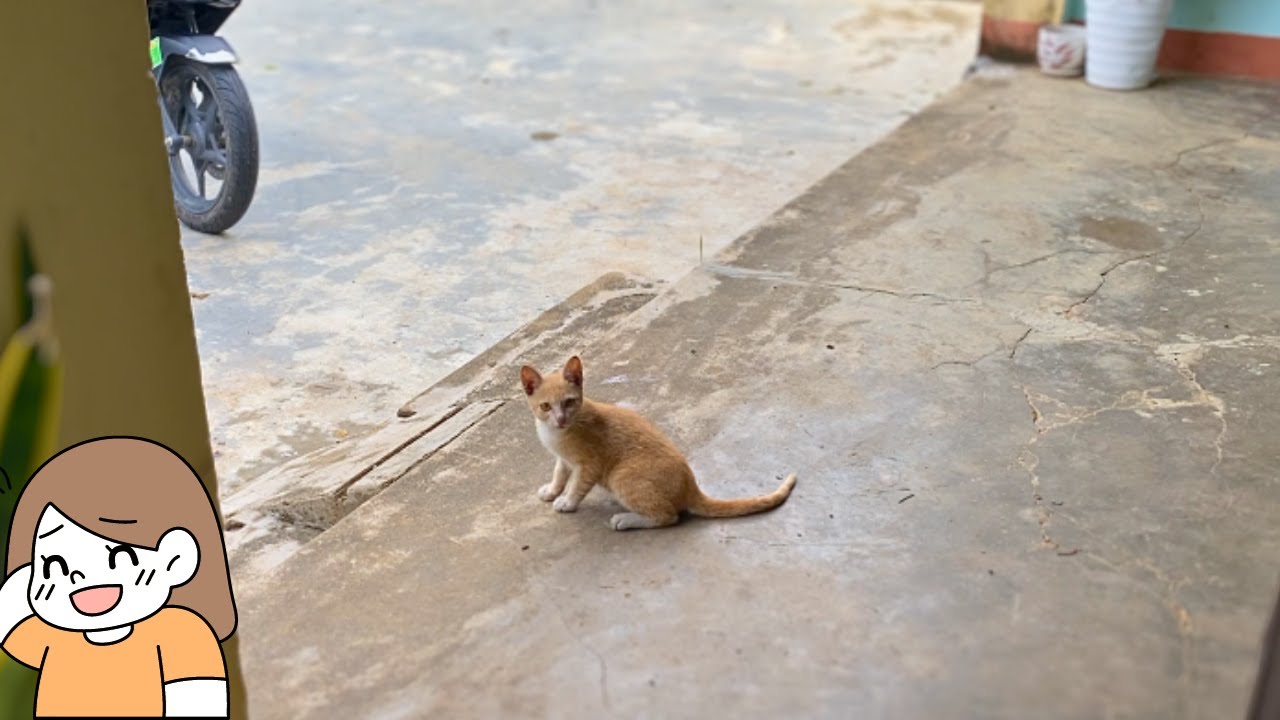 The shy cat ran away when it encountered strangers || Petto Vlogs #ShyCat #CatBehavior - YouTube