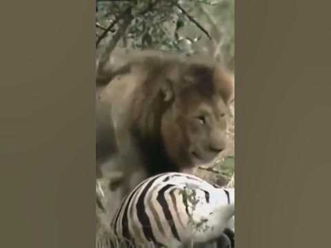Cuando los leones cazan 🦁 - YouTube