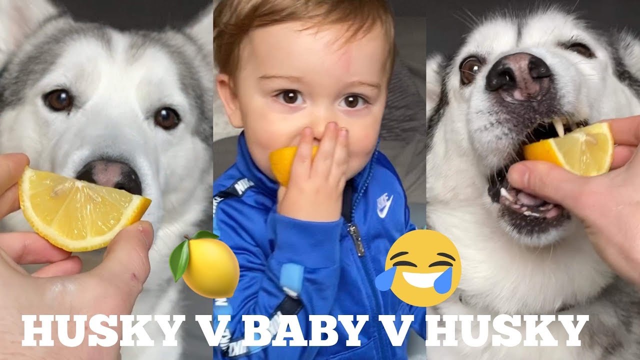 Husky & Baby Do The Lemon Challenge!! [TRY NOT TO LAUGH] - YouTube
