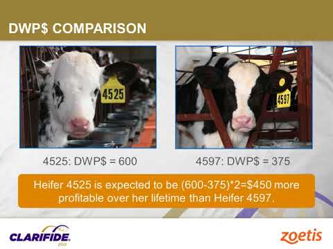 The Power of the Dairy Wellness Profit Index® (DWP$®) - YouTube