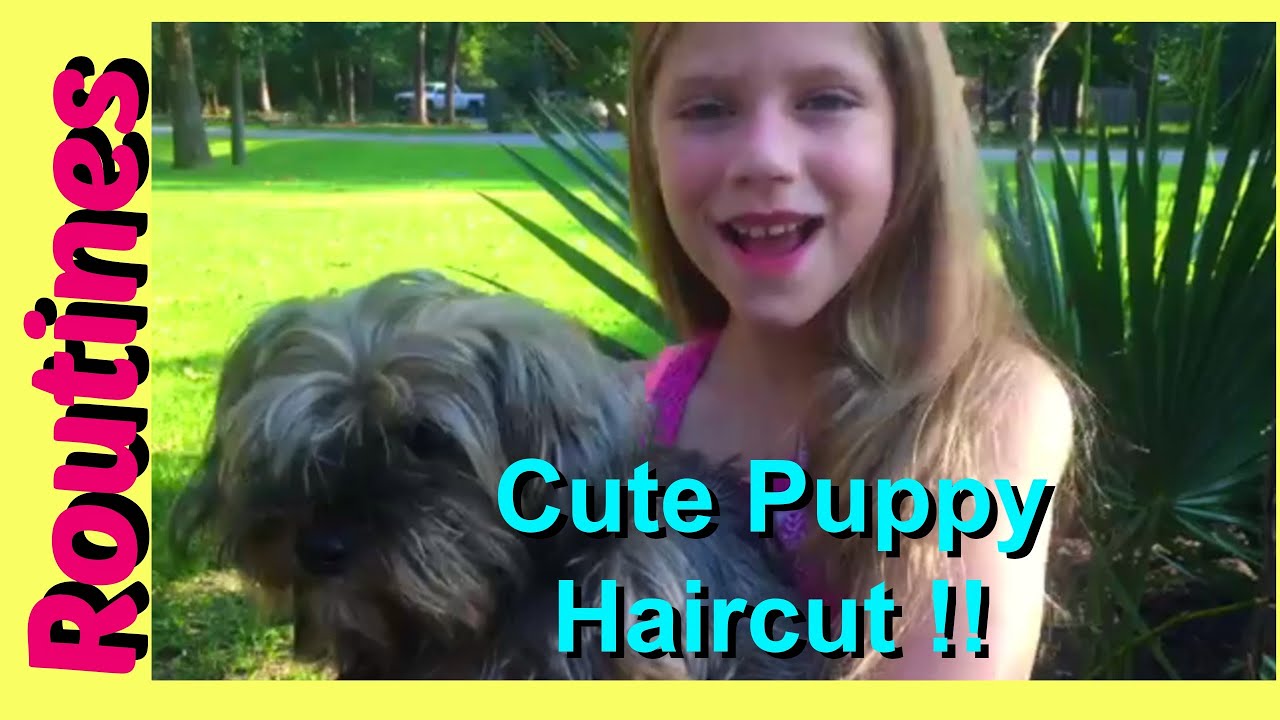 Cute Puppy Makeover | Hope's Dog Snickers Gets a Haircut | Puppy ...