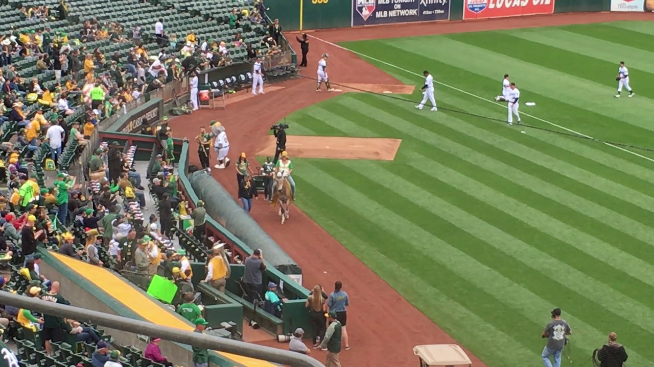 Meet Writer Jeff Acosta: Charlie the Mule of the Oakland Athletics ...