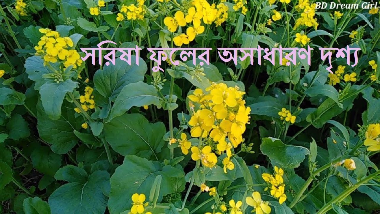 সরিষা ফুল | সরিষা ফুলের অসাধারণ দৃশ্য | দিগন্তজুড়ে সরিষা খেত ...