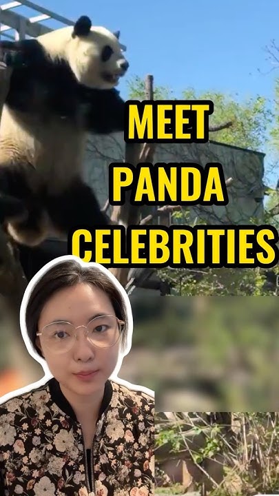 China's Celebrity Pandas #panda #funny #cute #animals #zoo #chineseculture - YouTube