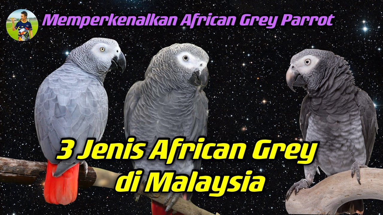 Memperkenalkan African Grey Parrot |Congo African Grey |Ghana African ...