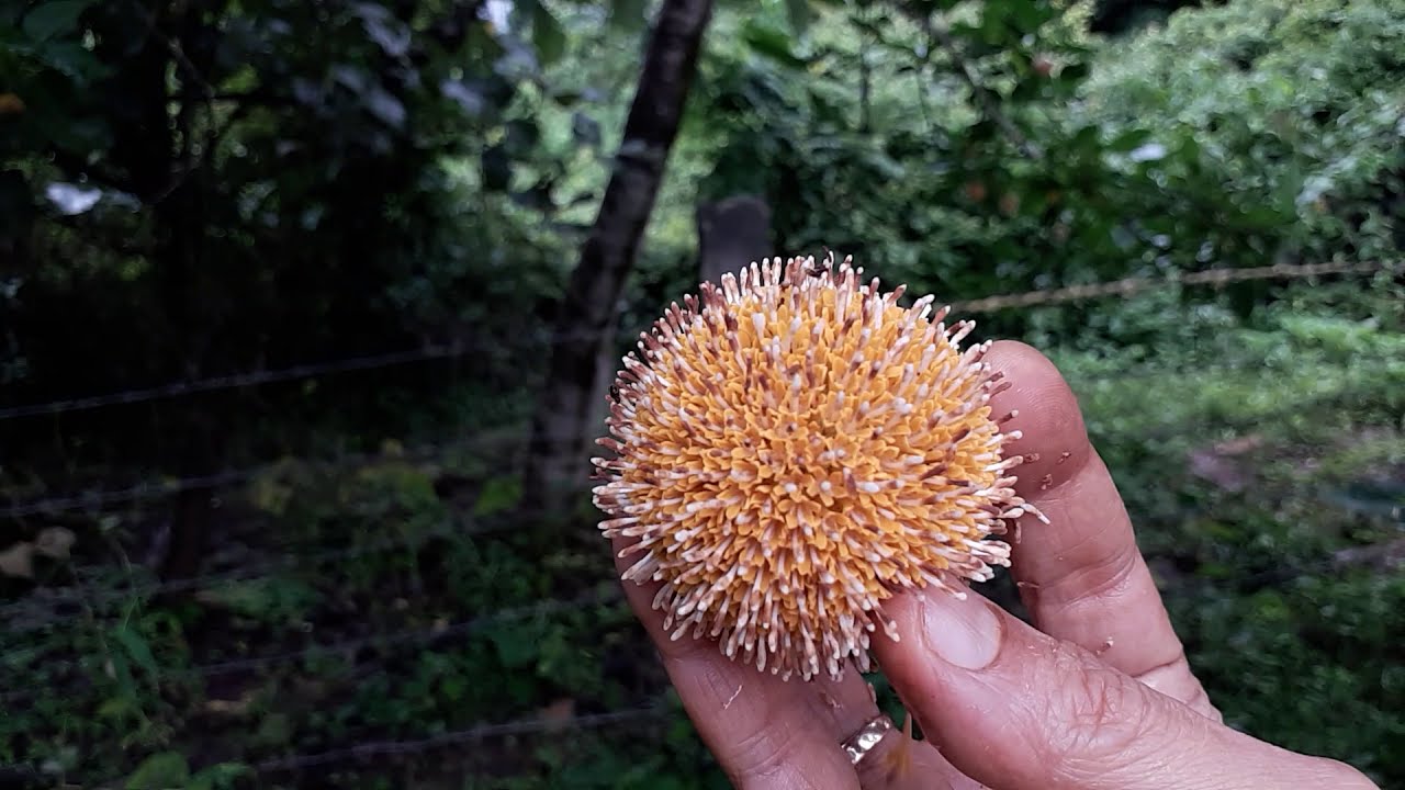 7 year old Kadamba tree with flowers - YouTube