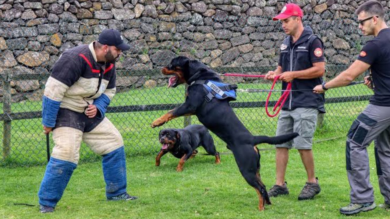 How To Train Rottweiler Dog||Dog Training - YouTube