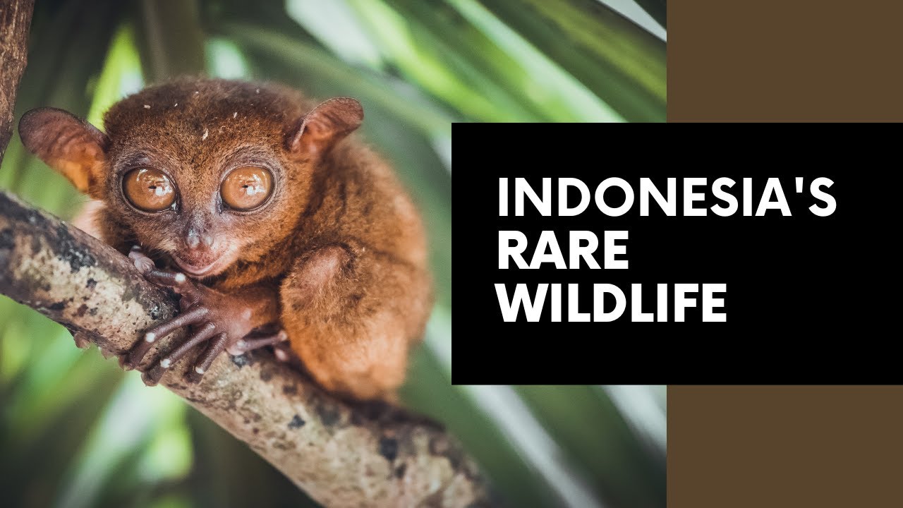 Indonesia’s Rare Wildlife: Discover 8 Incredible Endangered Species You ...