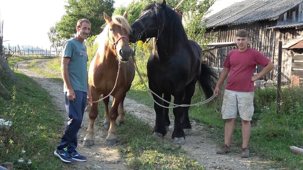 Caii lui Nicusor de la Abrud, Alba - 2019 Nou!!! - YouTube