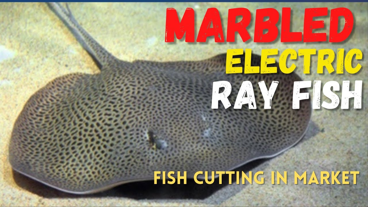 Sankar Fish cutting Marbled Electric Ray Fish|Very Rare Fish cutting ...