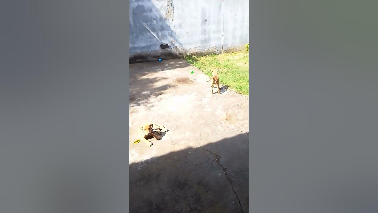 Meus cachorros - YouTube