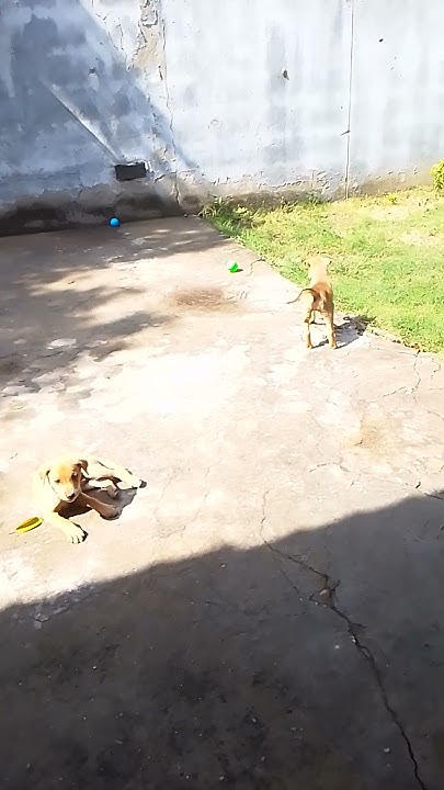 Meus cachorros - YouTube