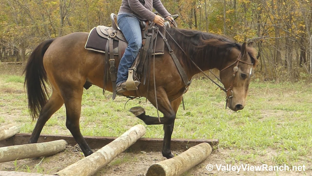 Burr Head Buzz - bridge, logs, teeter totter, rope drag, work gate ...