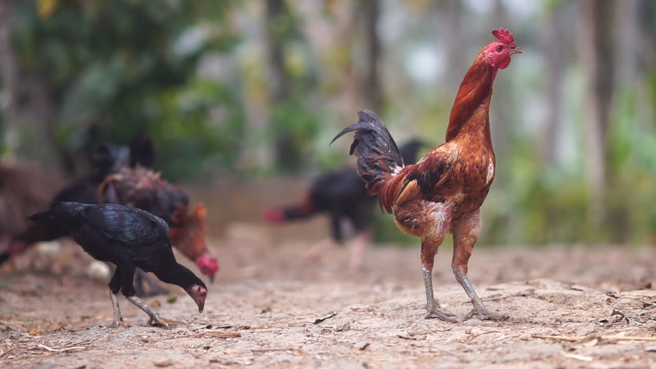 C2590 Sounds of wildlife animals, animal moment Chicken Sounds Noises ...