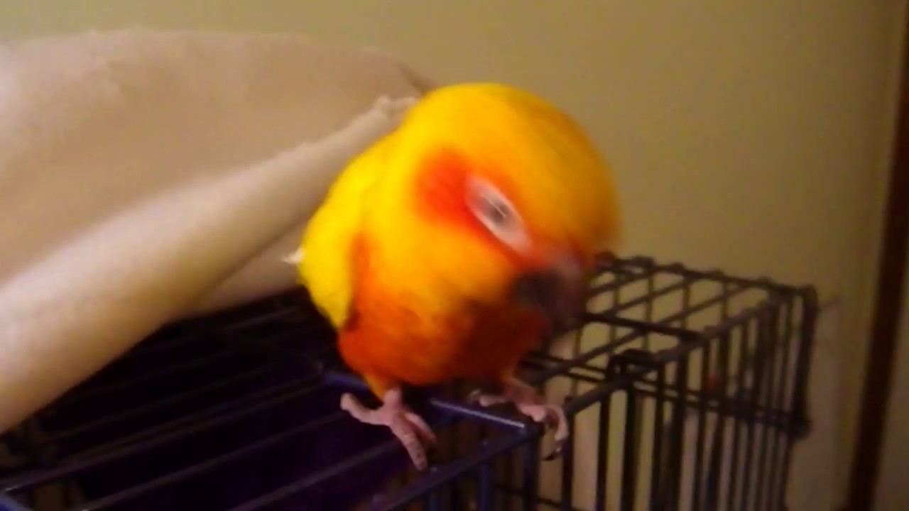 Sun Conure so cute - YouTube