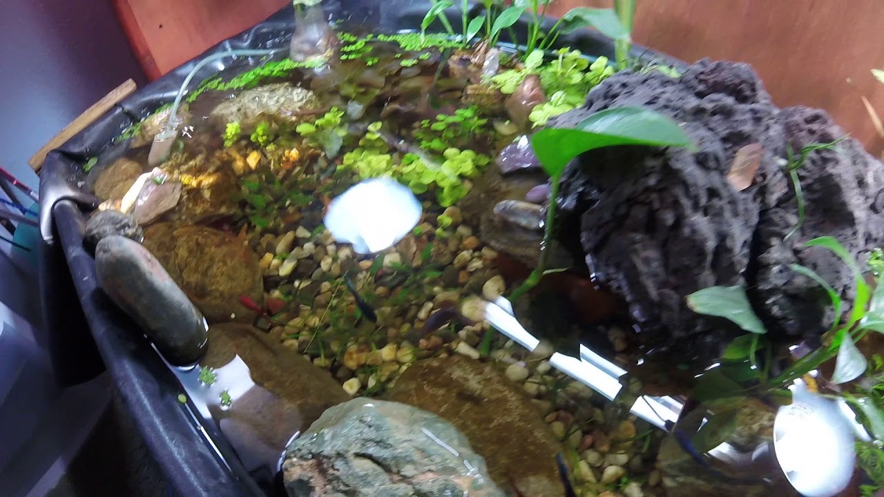 betta sorority pond update - YouTube