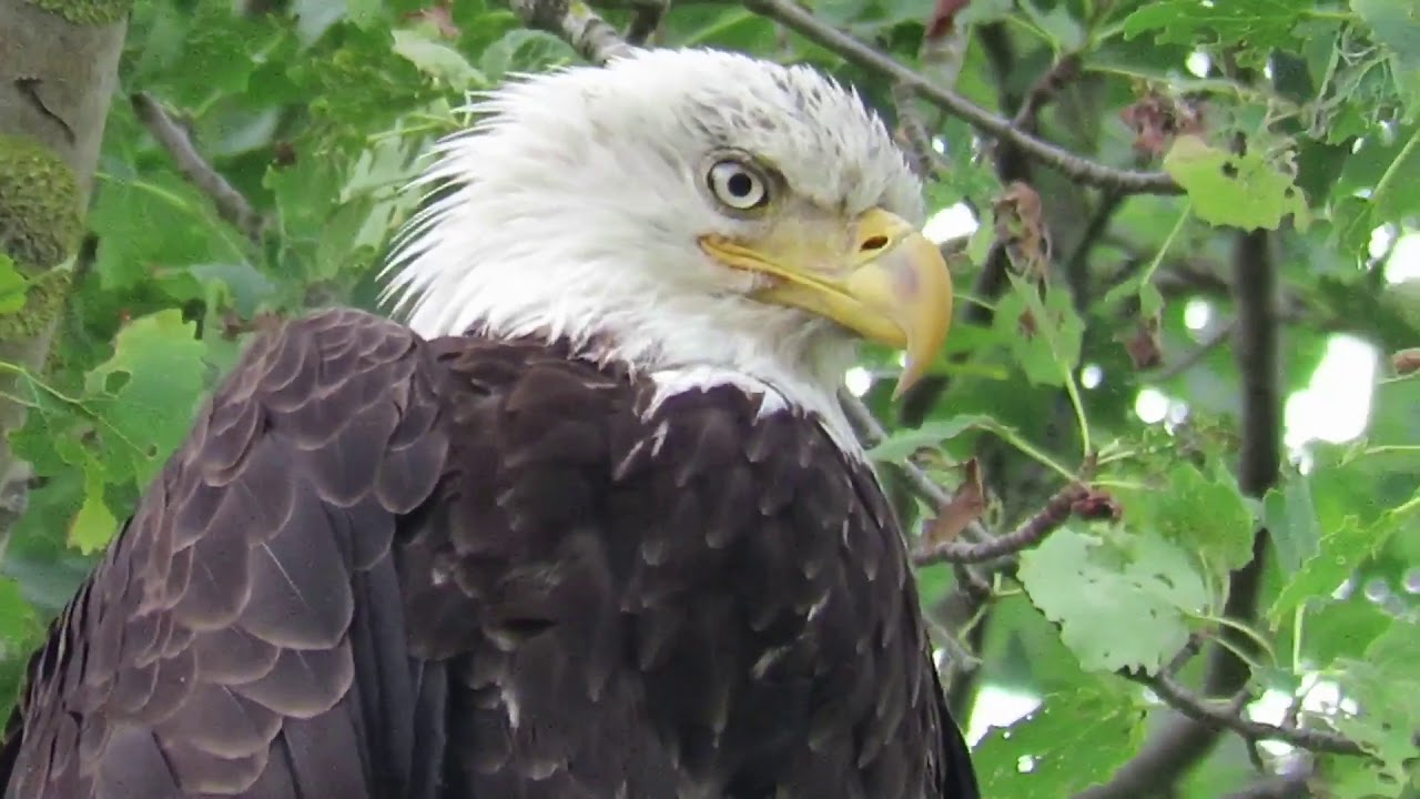 Sleeping bald eagle rudely awoken by bird scarer - YouTube