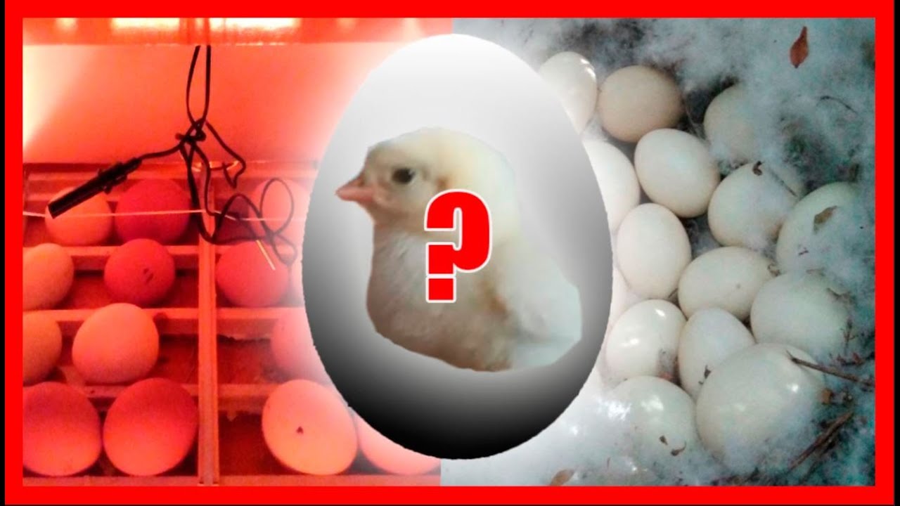 3 Formas de Saber Si Un HUEVO es FÉRTIL 🐣 y Como Seleccionar los Huevos ...