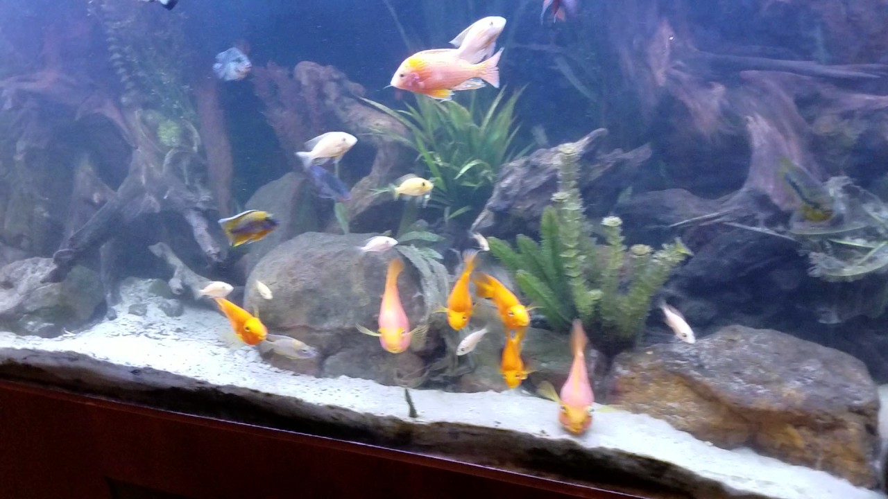 225 gallon aquarium chat, the what, how, and why of it all - YouTube