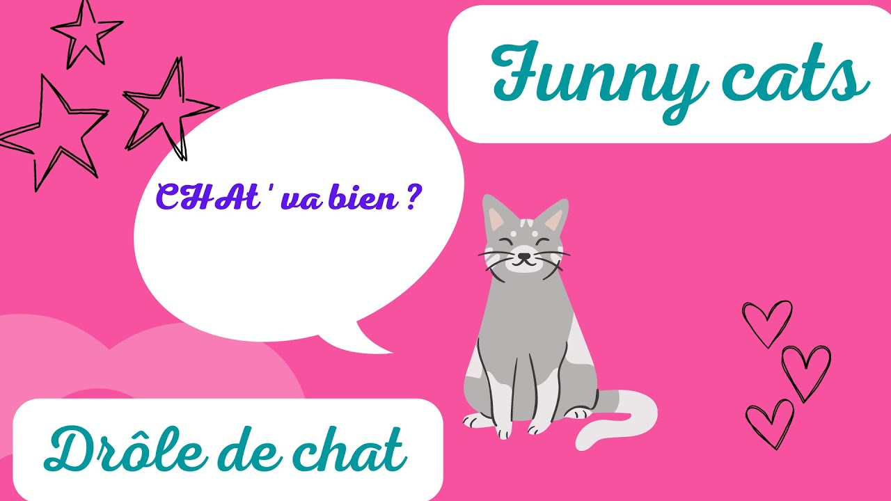😸 chat drôle et mignon***//funny cats💫😺 - YouTube