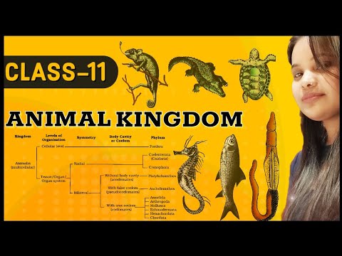 Animal Kingdom Class-11 One Shot | NCERT | Biology Chapter-4 | Full ...