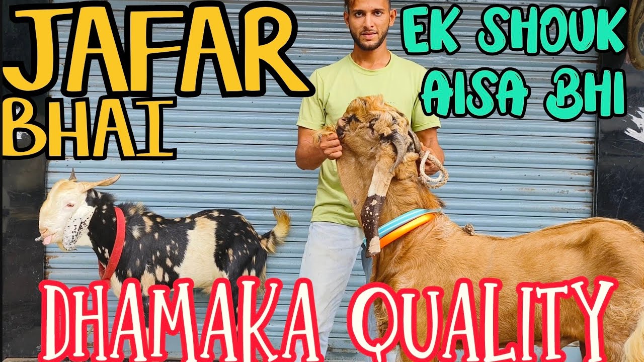 Dhamaka Quality Ghar Ka Pala Hue Climate set || Jafar Bhai Bhiwandi ...