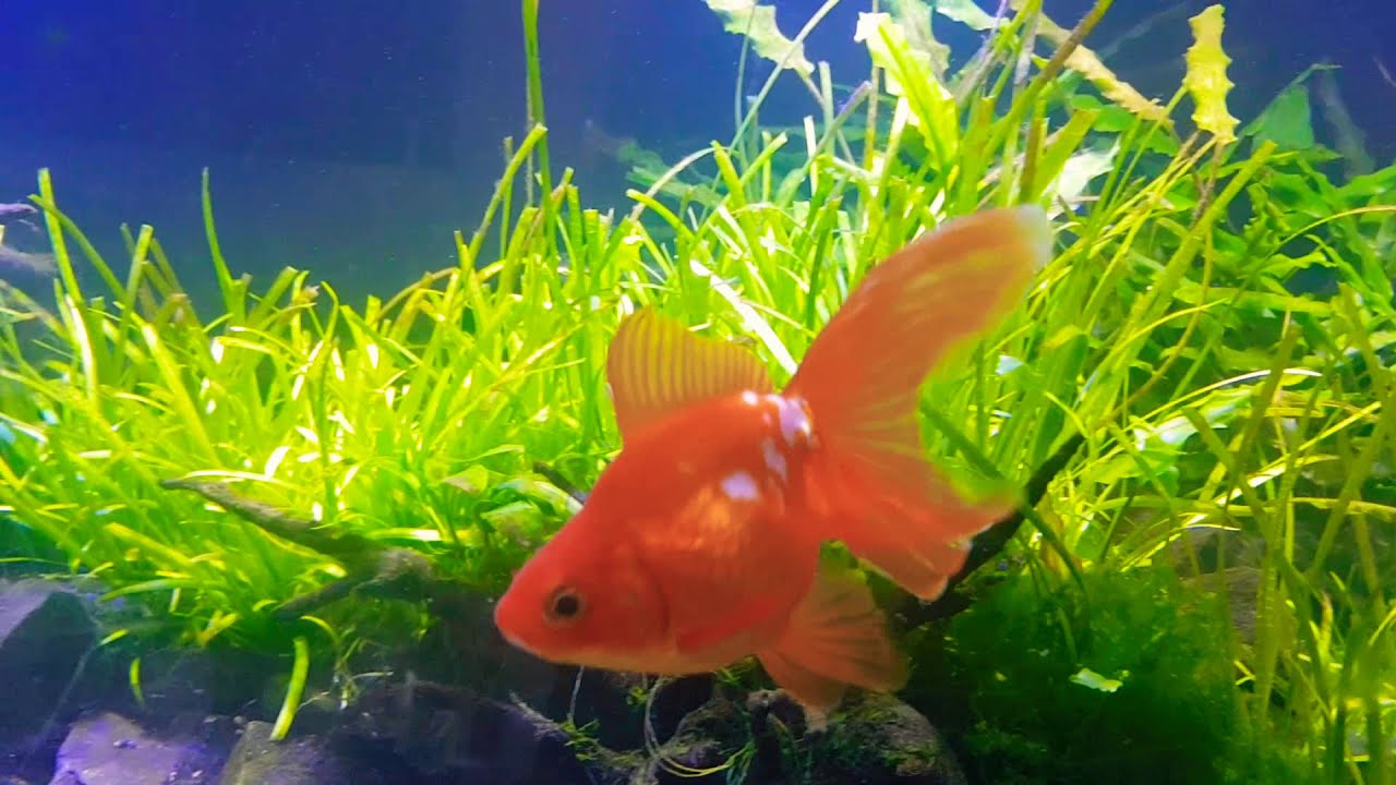 Kinguio Fantail em aquário plantado- goldfish - YouTube