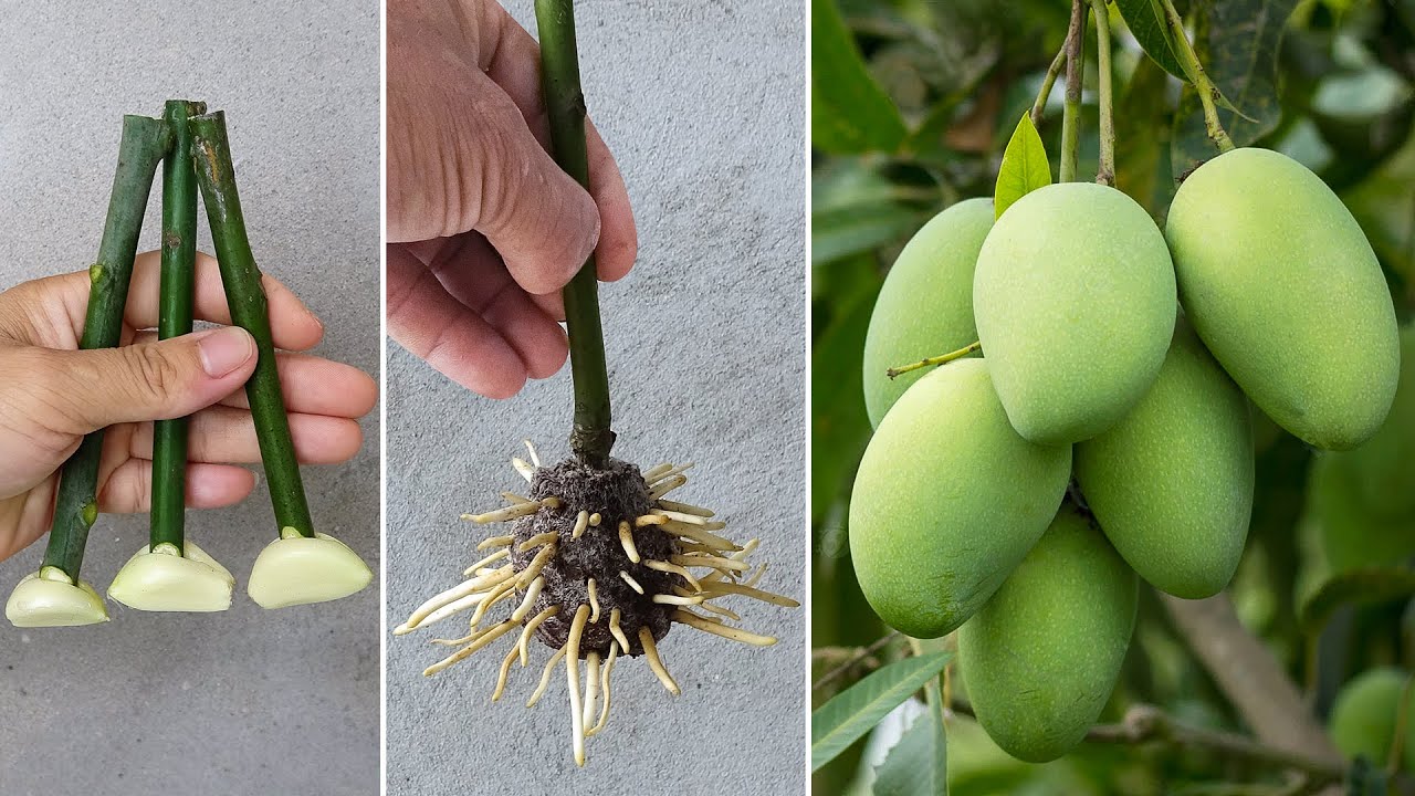 Amazing Technique Planting Mango tree In Onion Boosting Root Growing ...