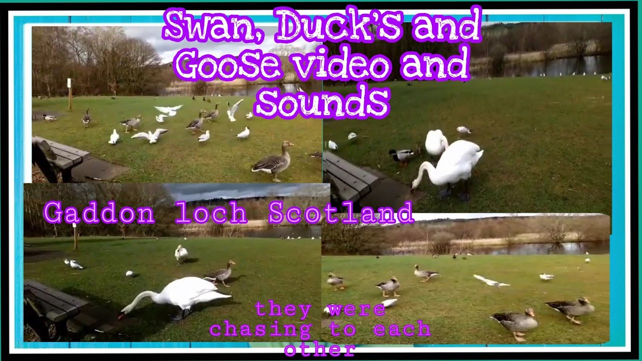 SWAN , DUCK,AND GOOSE chasing at the lake (Gaddon Loch in Scotland ...