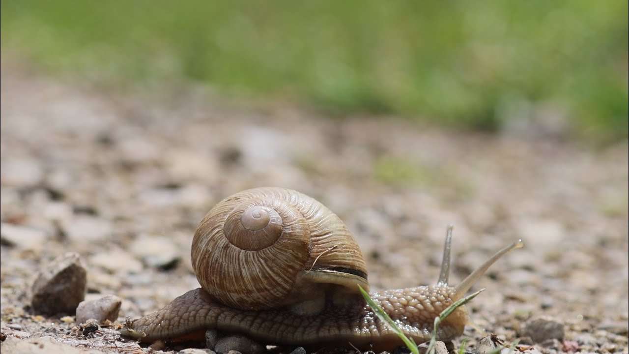 The Snail - Positive emotional piano music - YouTube